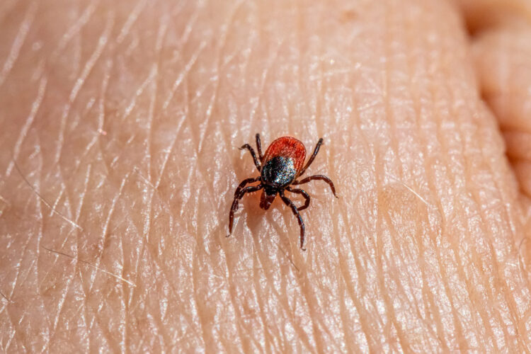 Be aware of tick-borne illnesses; Geisinger specialist offers ways to ...